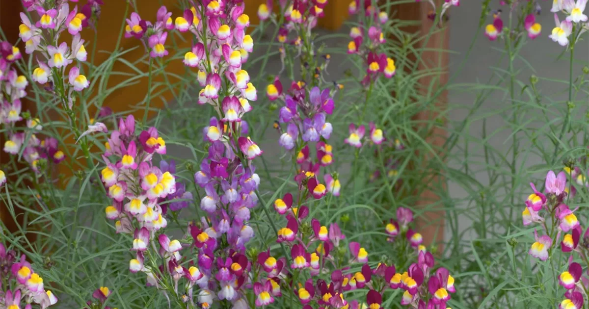 Linaria 'Enchantment' Pflanze, Pflege & Tipps Floragard