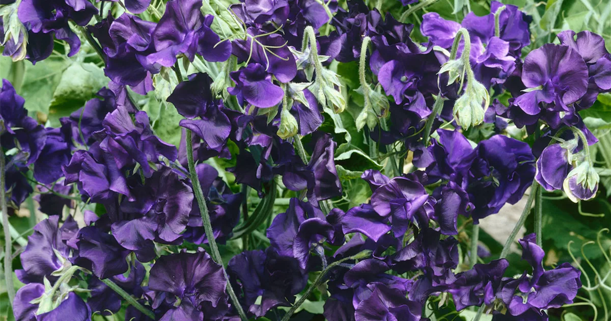 Riesen-Edelwicke Pflanze, Pflege & Tipps Floragard