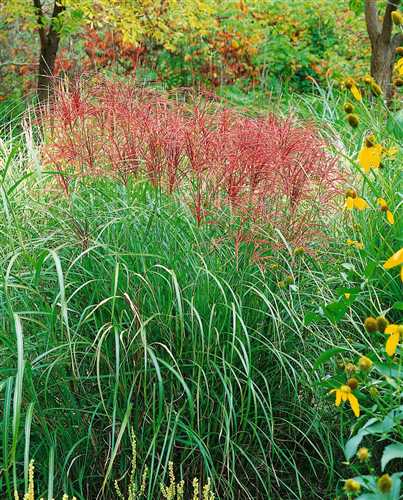 Garten-Chinaschilf 'Red Chief' - Floragard Pflanzeninfothek