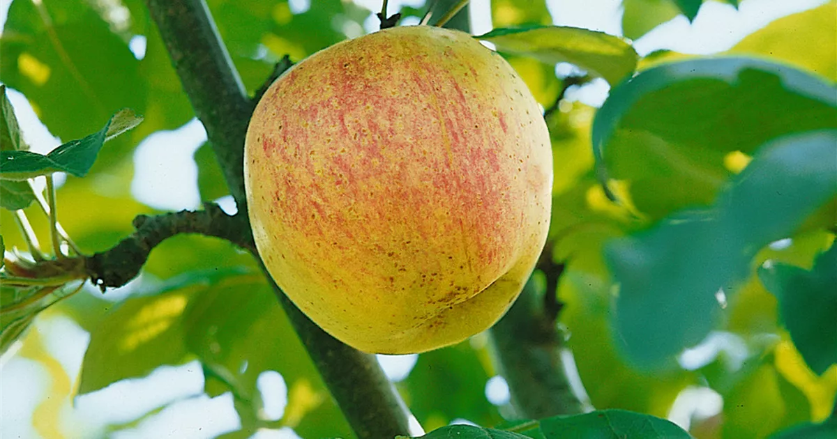 Apfel 'Maunzenapfel' Pflanze, Pflege & Tipps Floragard