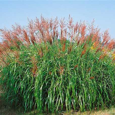 Garten-Chinaschilf 'Red Chief' - Floragard Pflanzeninfothek