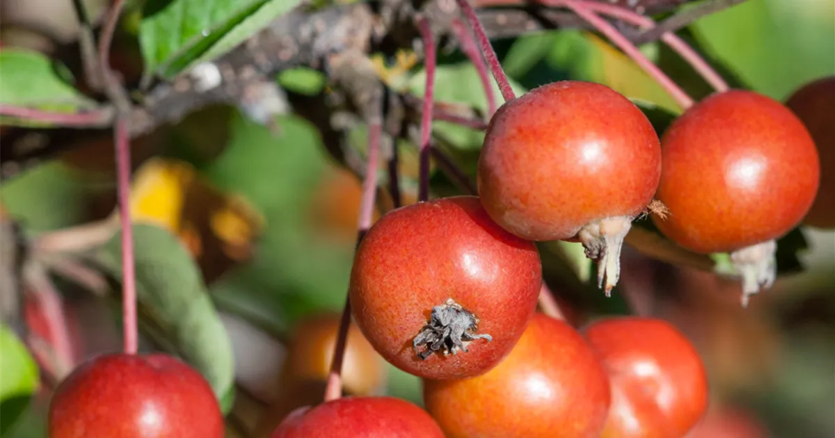Malus 'Sun Rival' Pflanze, Pflege & Tipps Floragard