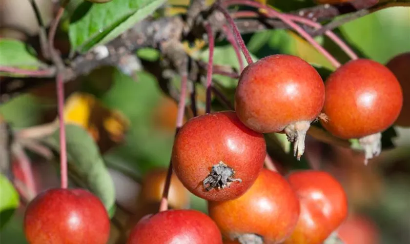 Malus 'Sun Rival' Pflanze, Pflege & Tipps Floragard