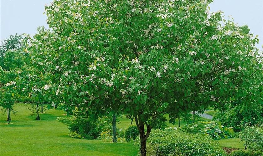 Malus trilobata Pflanze, Pflege & Tipps Floragard