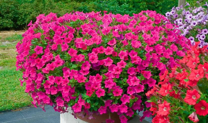 Petunie Tiny Tunia® - Floragard Pflanzeninfothek