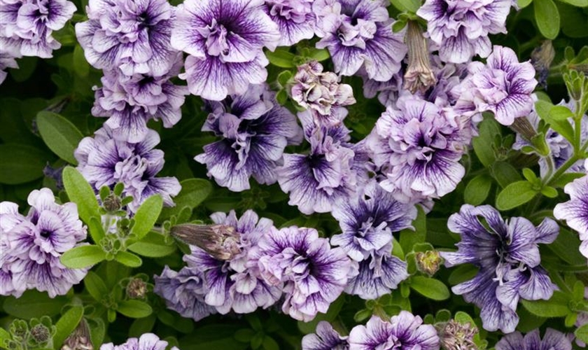 Petunie Tiny Tunia® - Floragard Pflanzeninfothek