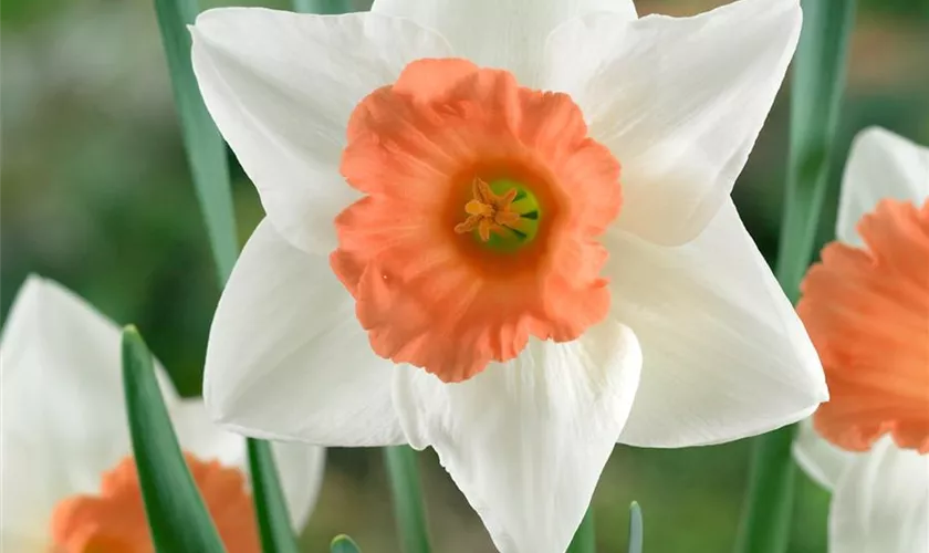 Narcissus 'Chromacolor' Pflanze, Pflege & Tipps Floragard