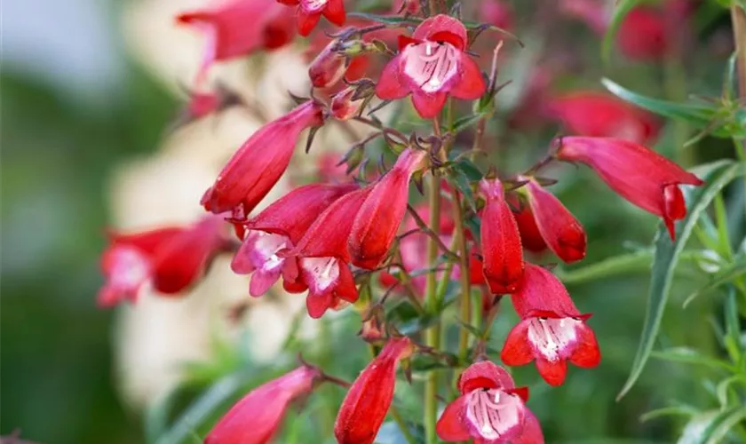 Garten-Bartfaden 'Carillo Red' Pflanze, Pflege & Tipps Floragard