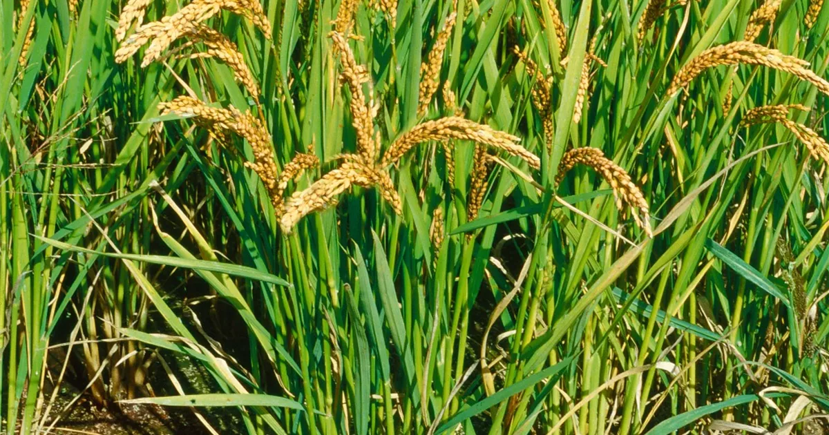 Kultur-Reis Pflanze, Pflege & Tipps Floragard