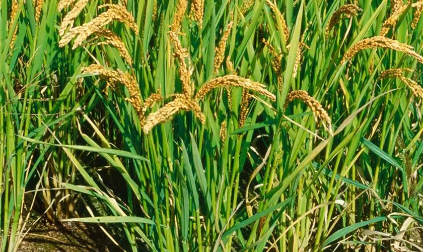 Kultur-Reis Pflanze, Pflege & Tipps Floragard