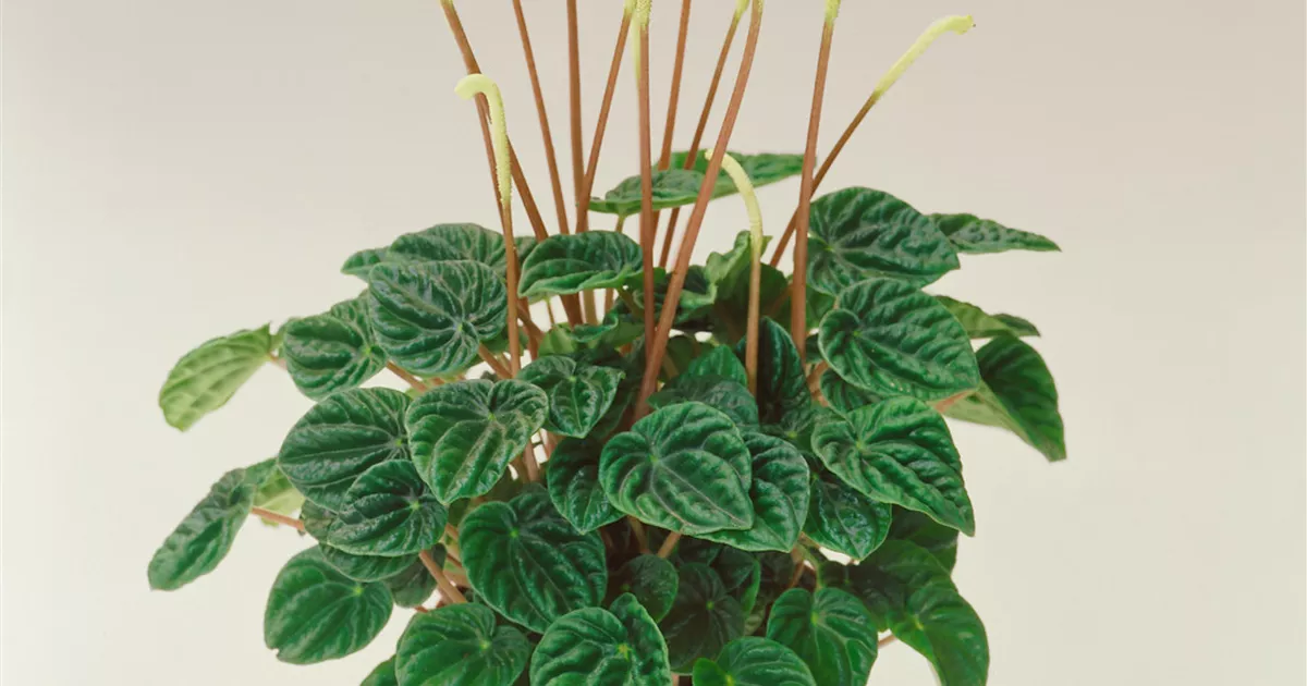 Peperomia caperata 'Rana Verde' Pflanze, Pflege & Tipps Floragard