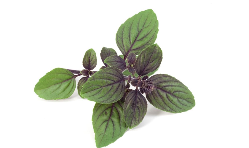 Garten-Basilikum 'Magic Blue' - Floragard Pflanzeninfothek