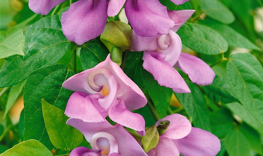 Gartenbohne - Floragard Pflanzeninfothek