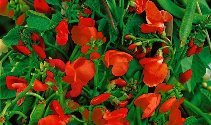 Gartenbohne - Floragard Pflanzeninfothek