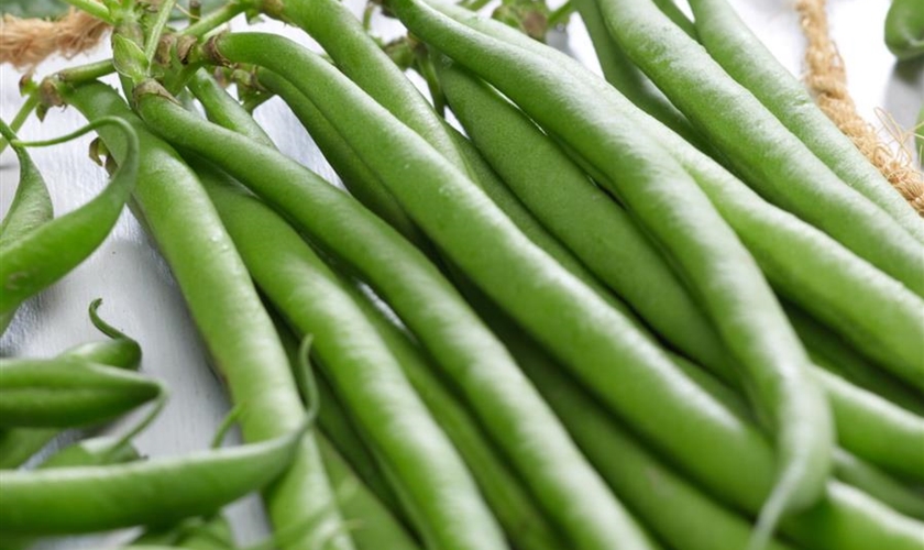 Gartenbohne - Floragard Pflanzeninfothek