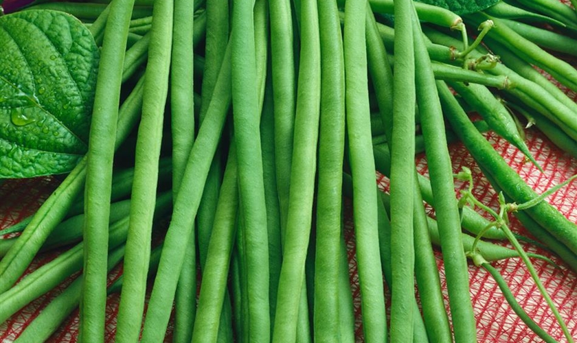 Gartenbohne - Floragard Pflanzeninfothek