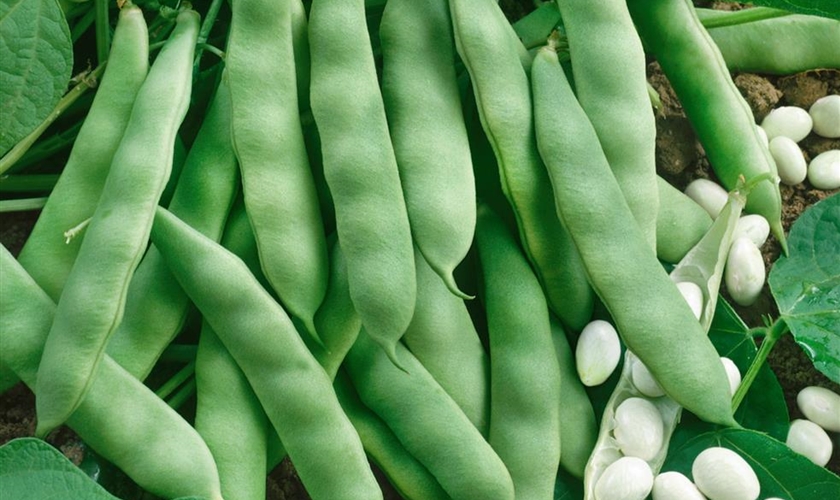 Gartenbohne - Floragard Pflanzeninfothek