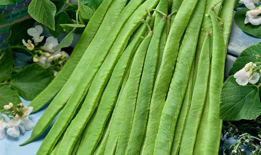 Gartenbohne - Floragard Pflanzeninfothek