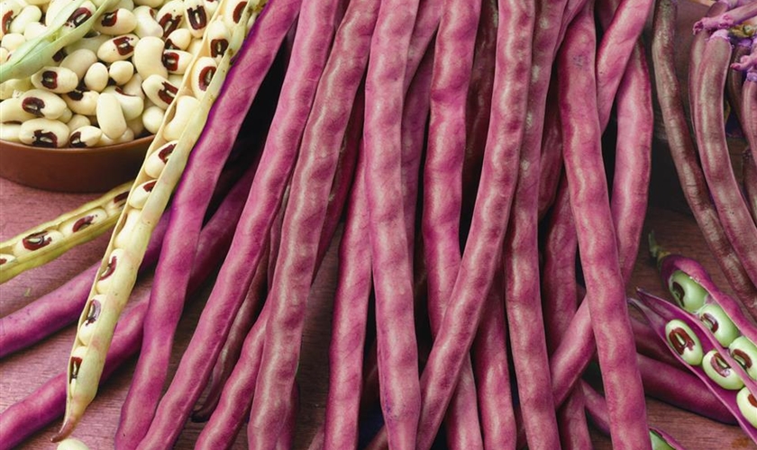 Gartenbohne - Floragard Pflanzeninfothek