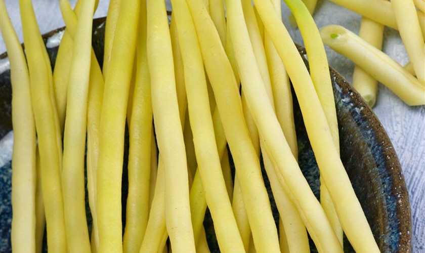 Gartenbohne - Floragard Pflanzeninfothek