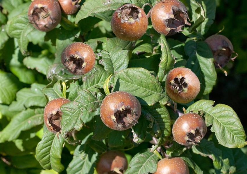 Mispel 'Bredase Reus' - Floragard Pflanzeninfothek