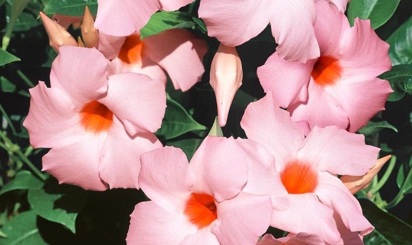 Dipladenia 'Sundaville'® - Floragard Pflanzeninfothek