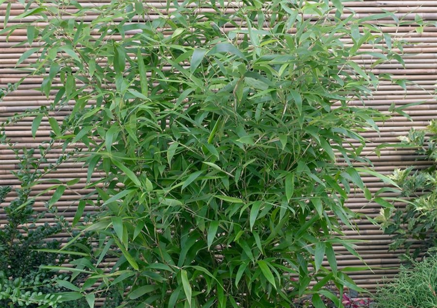 Bambus - Floragard Pflanzeninfothek