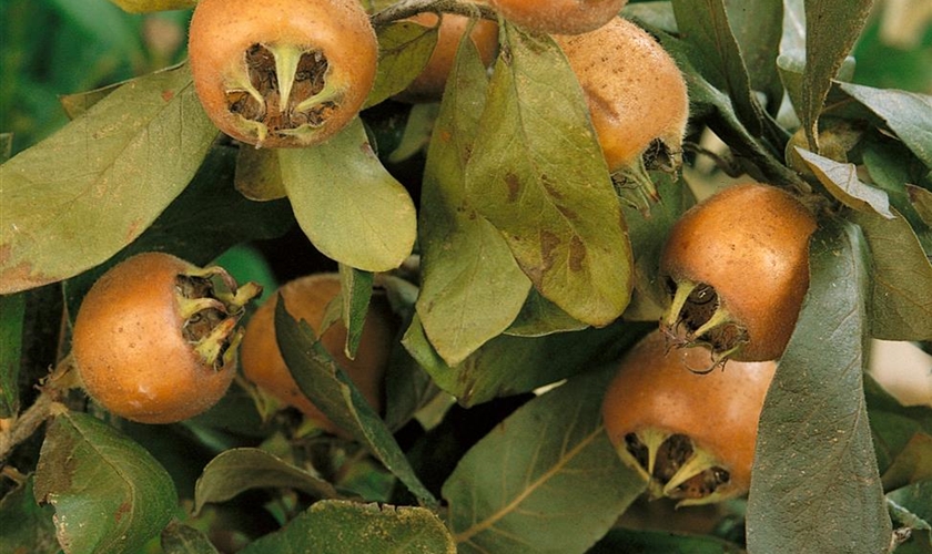 Mispel 'Nottingham' - Floragard Pflanzeninfothek