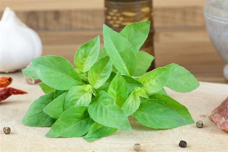 Ocimum canum - Floragard Pflanzeninfothek