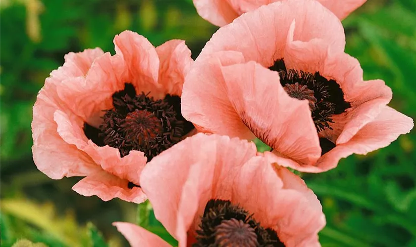 Orientalischer Garten-Mohn 'Mrs. Perry' Pflanze, Pflege & Tipps Floragard