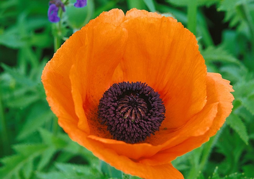 Orientalischer Garten-Mohn 'Orange Glow' - Floragard Pflanzeninfothek