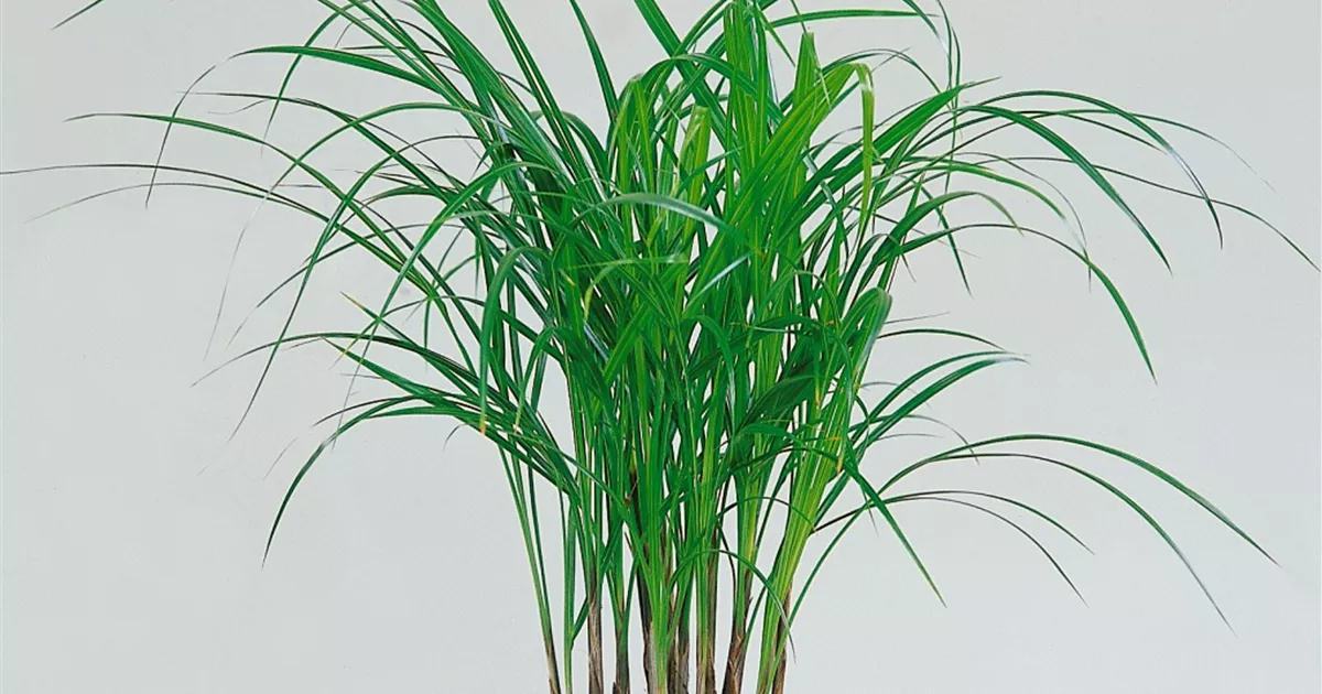 Mascarena verschaffeltii Pflanze, Pflege & Tipps Floragard