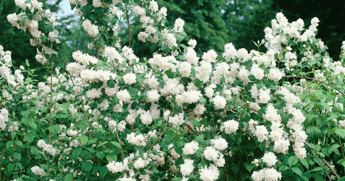 Gartenjasmin 'Minnesota Snowflake' Pflanze, Pflege & Tipps Floragard