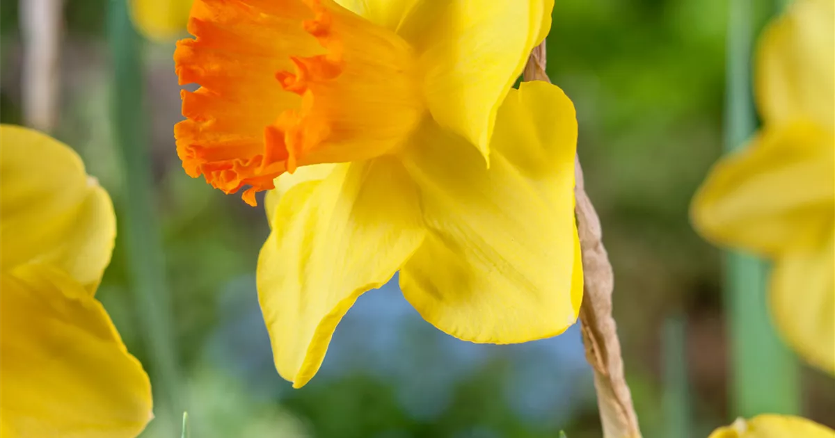 Narcissus 'Orange Eye' Pflanze, Pflege & Tipps Floragard