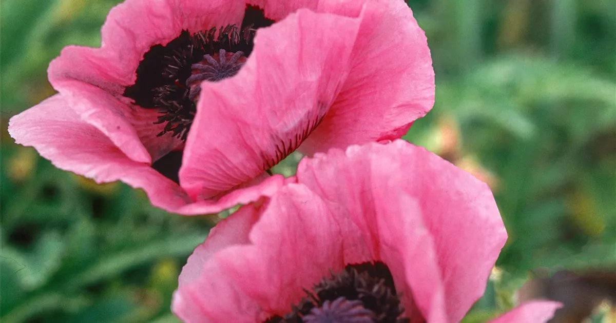 Orientalischer Garten-Mohn 'Rasperry Brulee' Pflanze, Pflege & Tipps ...
