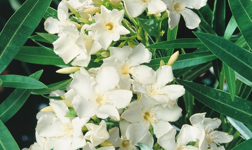 Oleander 'Nana' - Floragard Pflanzeninfothek