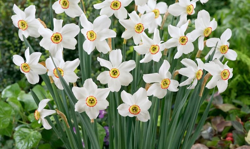 Narcissus poeticus 'Recurvus' - Floragard Pflanzeninfothek
