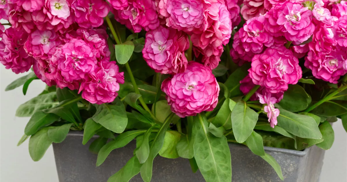 Matthiola incana 'Hot Cakes' Pflanze, Pflege & Tipps Floragard