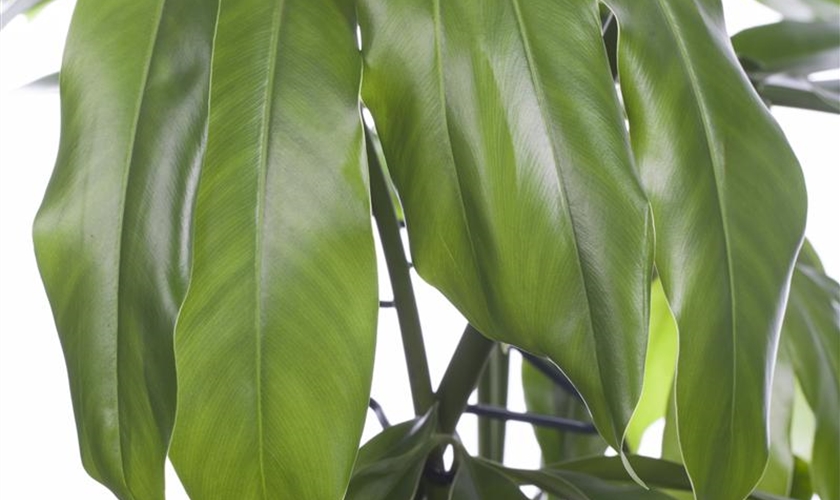 Philodendron 'Fun Bun' - Floragard Pflanzeninfothek