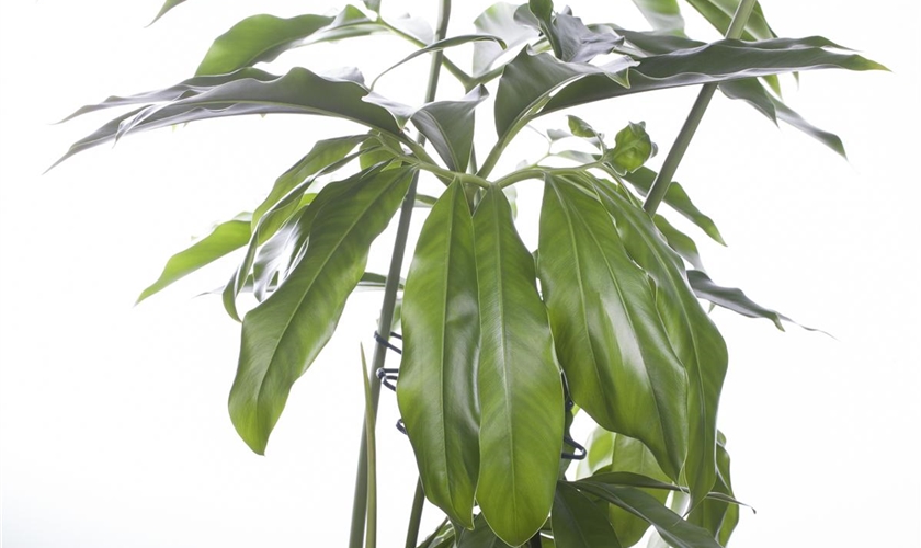 Philodendron 'Fun Bun' - Floragard Pflanzeninfothek