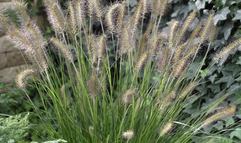 Garten-Federborstengras 'Compressum' - Floragard Pflanzeninfothek