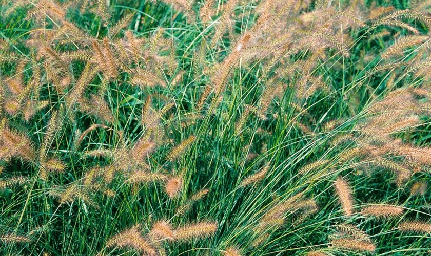 Garten-Federborstengras 'Compressum' - Floragard Pflanzeninfothek