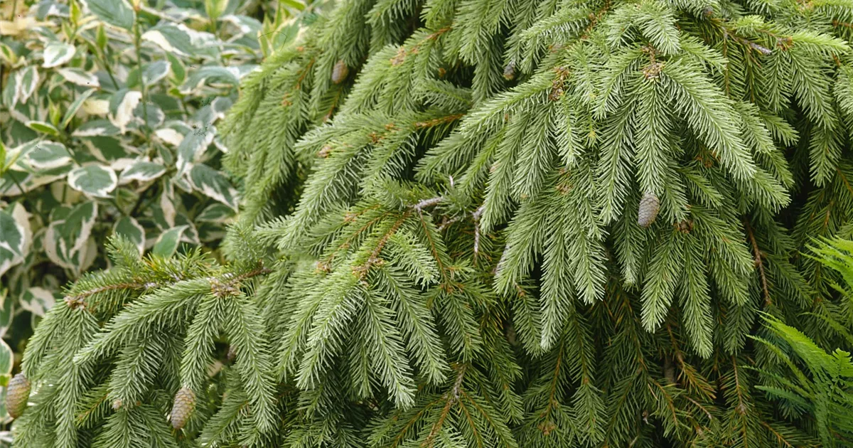 Picea abies Pflanze, Pflege & Tipps Floragard