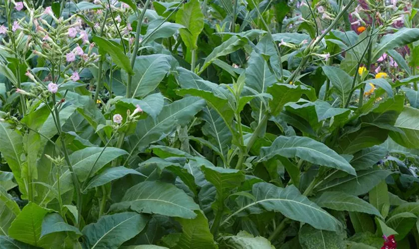 Echter Tabak Pflanze, Pflege & Tipps Floragard