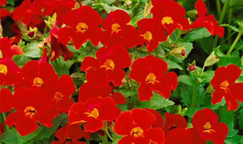 Gauklerblume 'Bees Scarlet' Pflanze, Pflege & Tipps Floragard