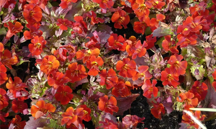 Gauklerblume 'Magic Red' Pflanze, Pflege & Tipps Floragard