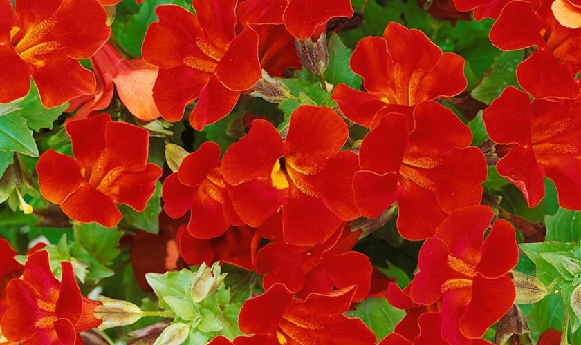 Gauklerblume 'Magic Red' - Floragard Pflanzeninfothek