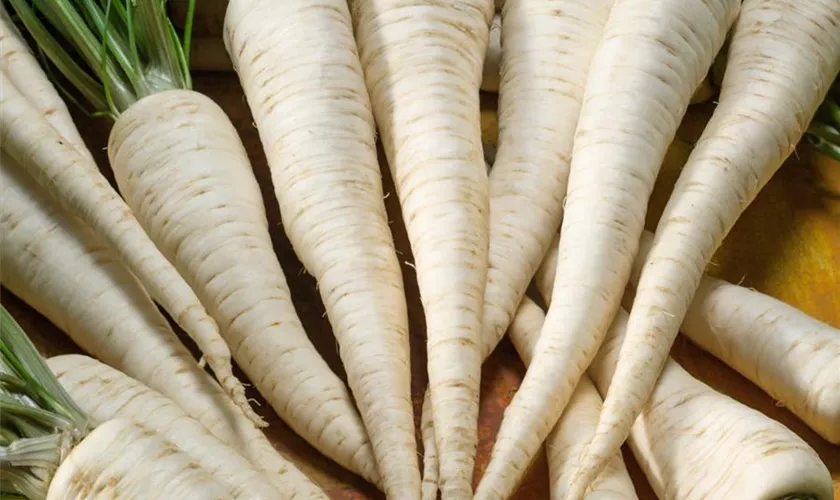 Petroselinum crispum subsp. tuberosum 'Alba' Pflanze, Pflege & Tipps ...