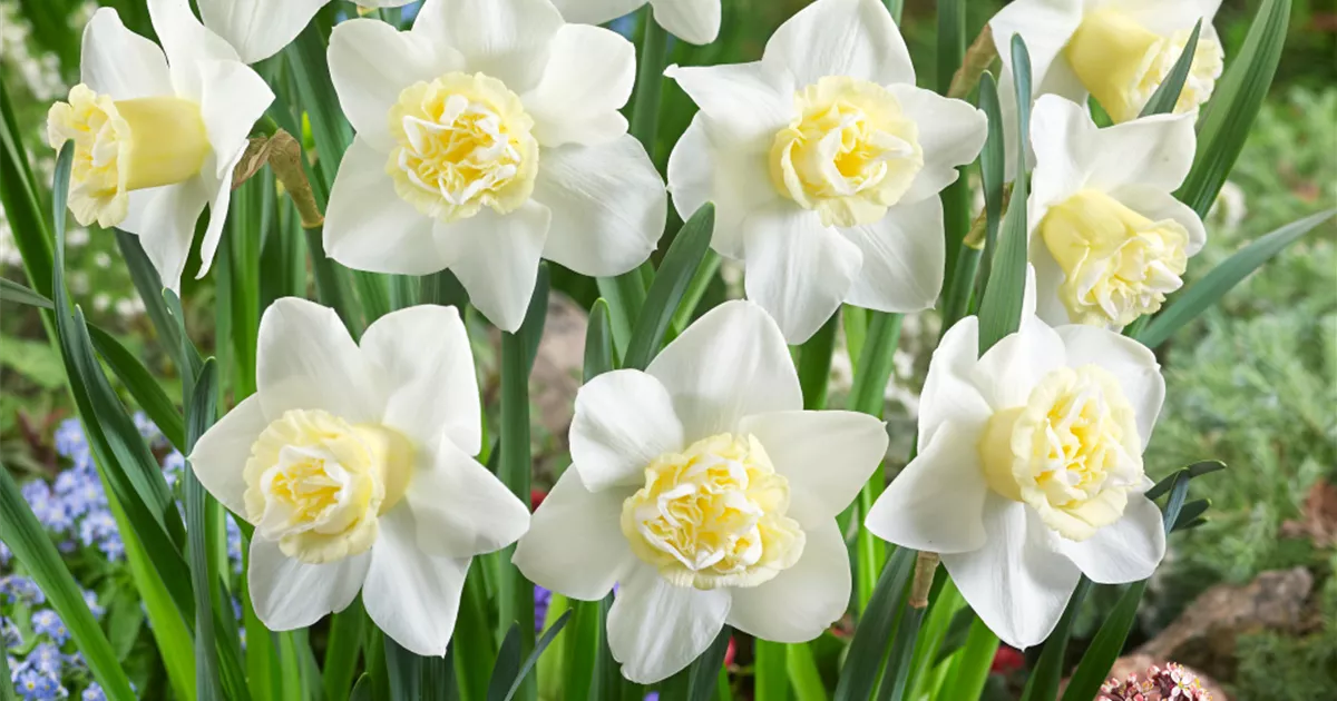 Narcissus 'Sunny Sight' Pflanze, Pflege & Tipps Floragard