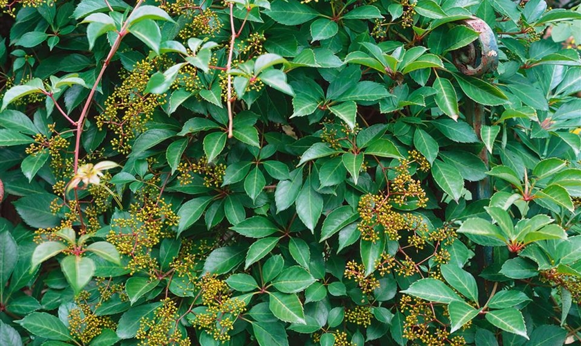 Jungfernrebe - Floragard Pflanzeninfothek